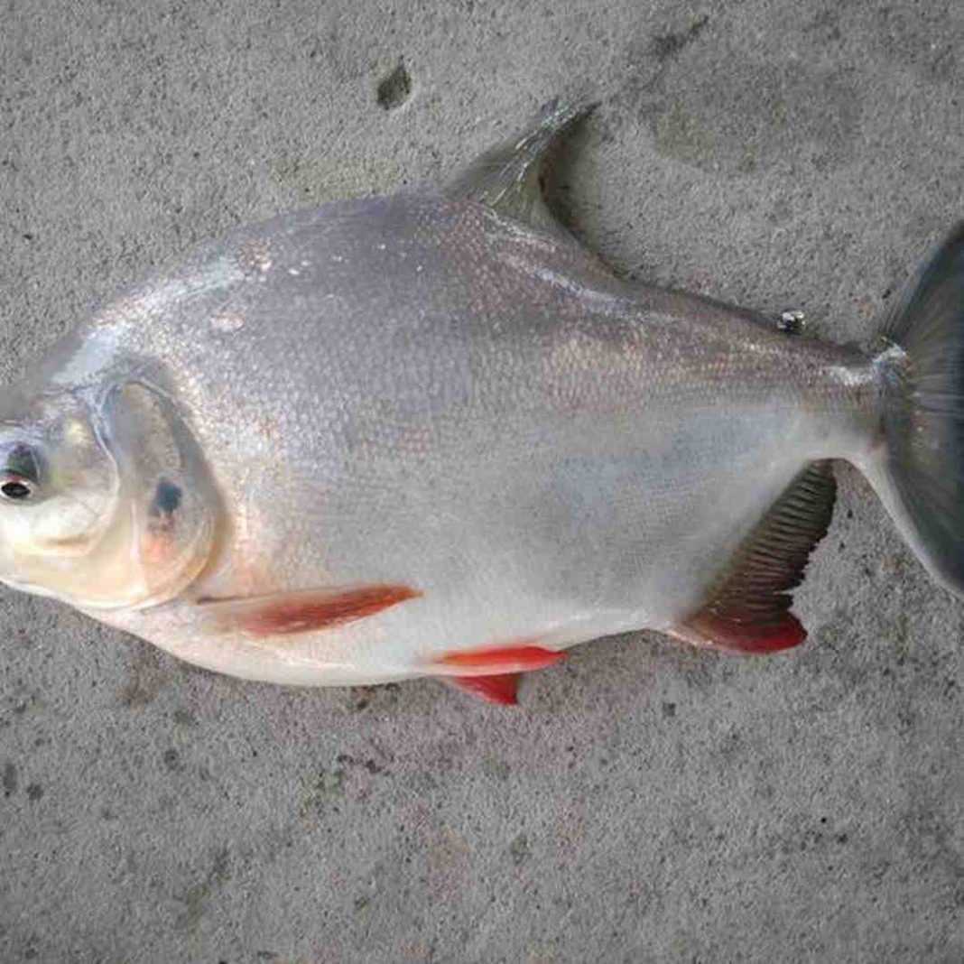 Cá chim trắng và các công thức chế biến tuyệt đỉnh