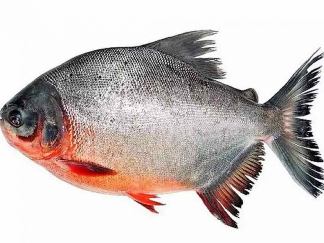 Cá chim trắng và các công thức chế biến tuyệt đỉnh