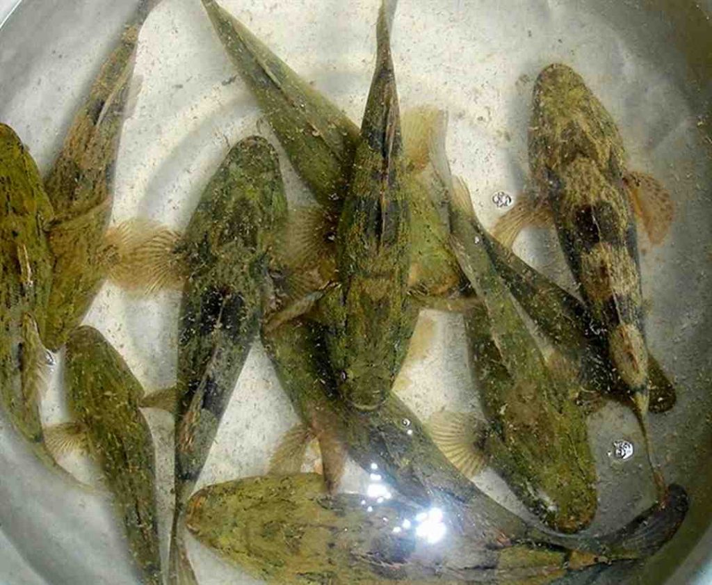 Cá bống tượng- Loài cá mang lại giá trị kinh tế cao