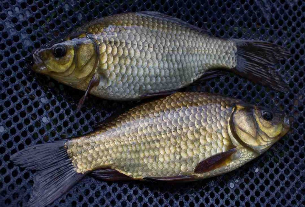 Cá diếc – Tìm hiểu thông tin cơ bản và lưu ý cách dùng