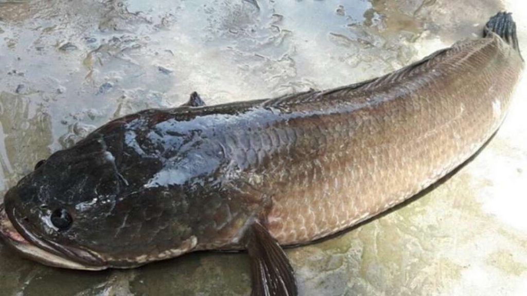 Cách chọn cá lóc tươi ngon, không lo bị ươn chi tiết nhất