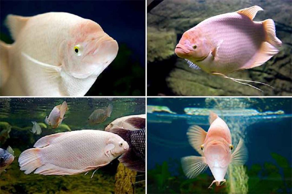 Phân loại cá Tai Tượng: Cách để nhận biết các loài cá tai tượng