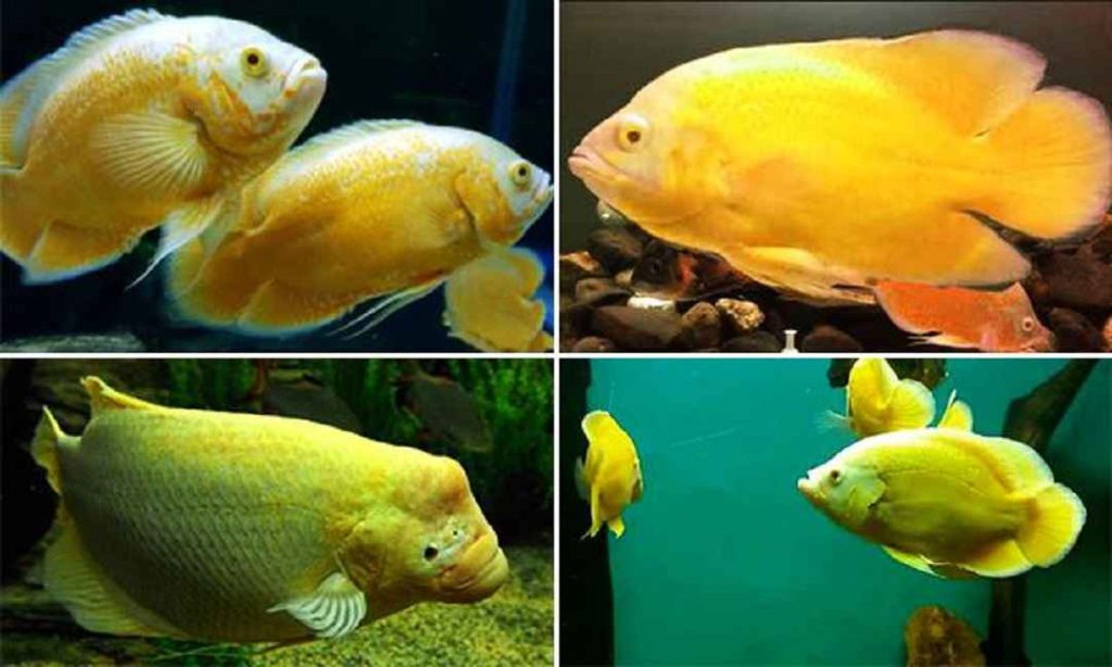 Phân loại cá Tai Tượng: Cách để nhận biết các loài cá tai tượng